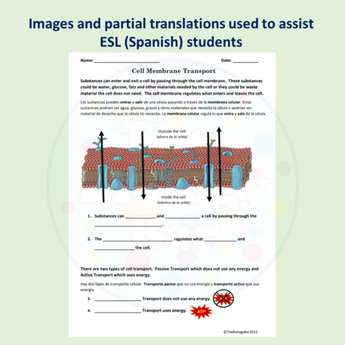 ESL Biology Cell Transport Reading - Made By Teachers