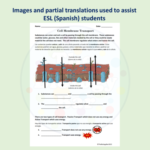 ESL Biology Cell Transport Reading - Made By Teachers
