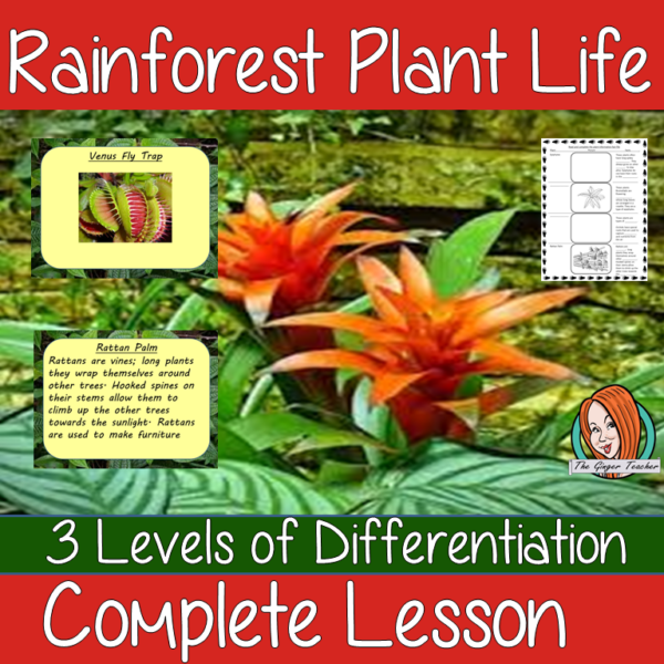 Rainforest Plants Lesson - Made By Teachers