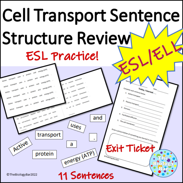 ESL Biology Cell Transport Sentence Review - Made By Teachers