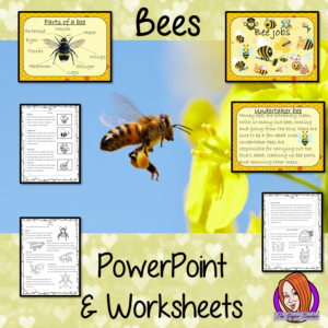Bees Lesson | Made By Teachers