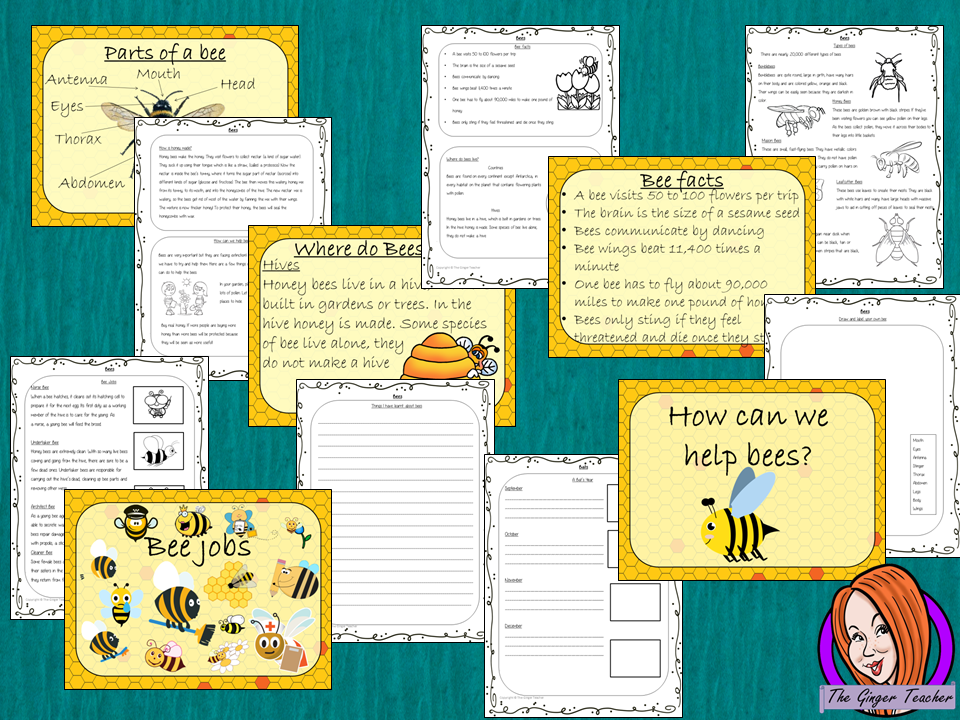 Bees Lesson | Made By Teachers