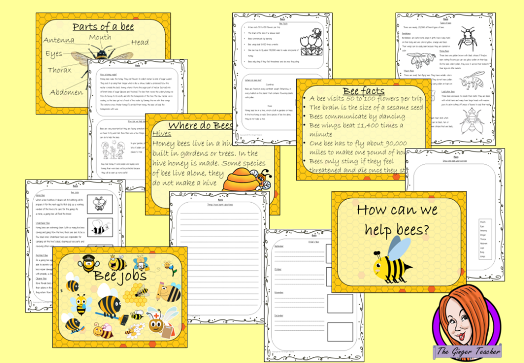 Bees Lesson | Made By Teachers
