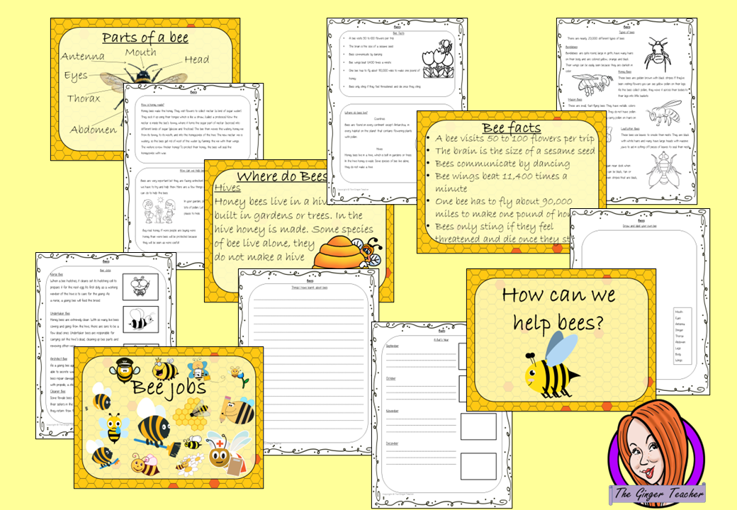 Bees Lesson | Made By Teachers