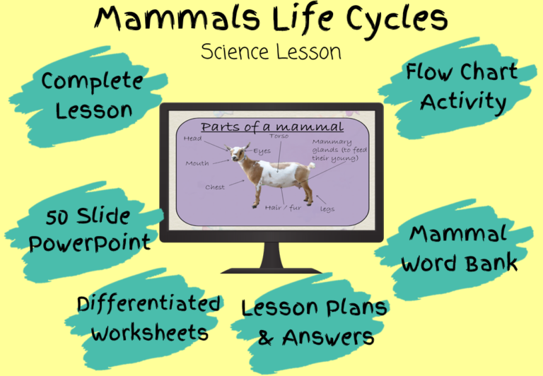 Mammal Life Cycles Lesson | Made By Teachers