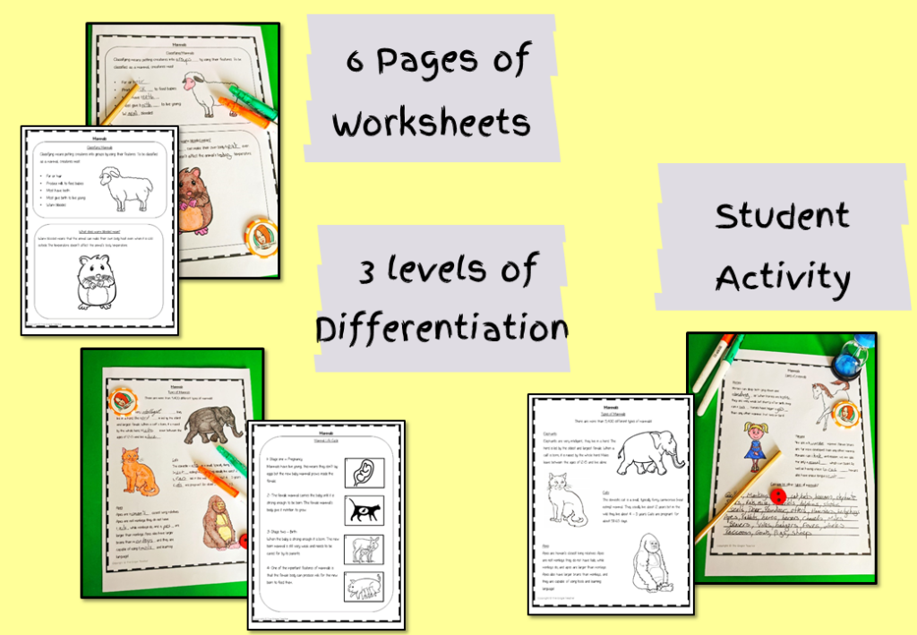 Mammal Life Cycles Lesson | Made By Teachers