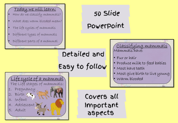 Mammal Life Cycles Lesson | Made By Teachers