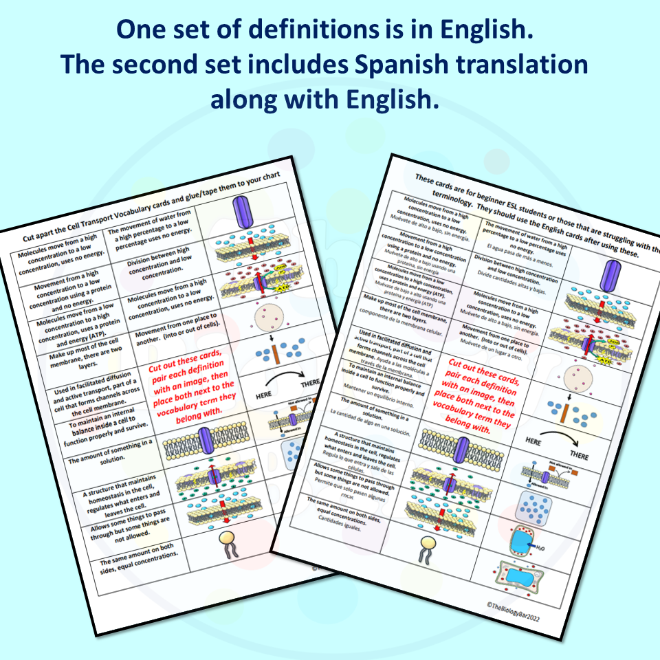 ESL Biology Cell Transport Vocabulary Cards | Made By Teachers