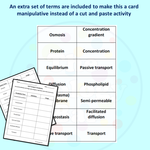 ESL Biology Cell Transport Vocabulary Cards | Made By Teachers