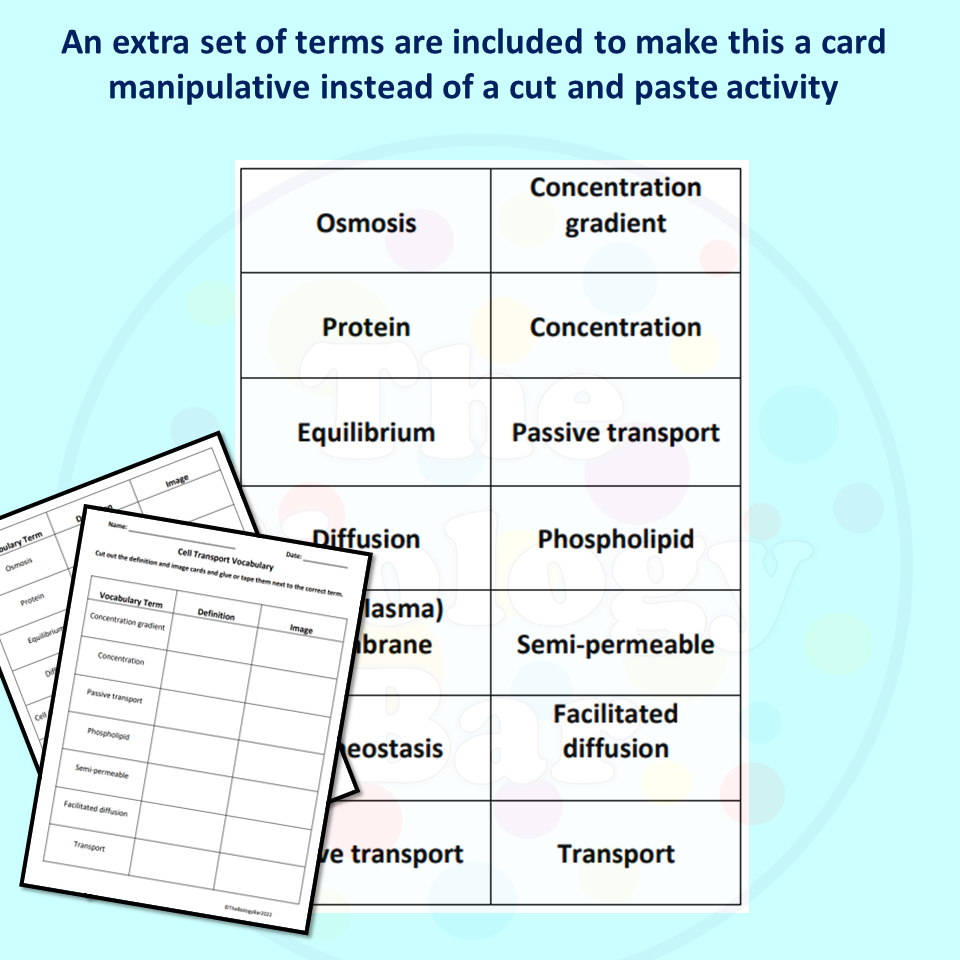 ESL Biology Cell Transport Vocabulary Cards | Made By Teachers