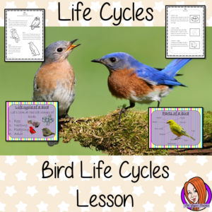 Life Cycle of Birds Lesson | Made By Teachers