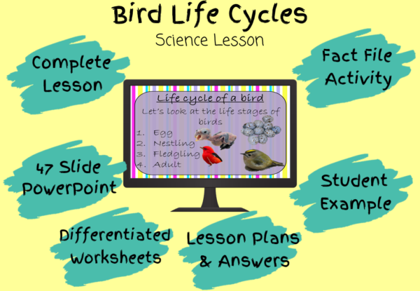 Life Cycle of Birds Lesson | Made By Teachers