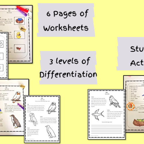 Life Cycle of Birds Lesson | Made By Teachers