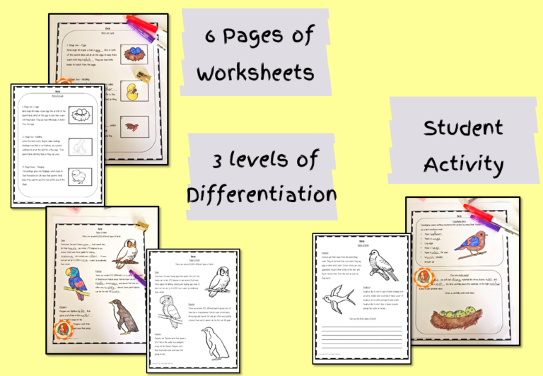 Life Cycle of Birds Lesson | Made By Teachers