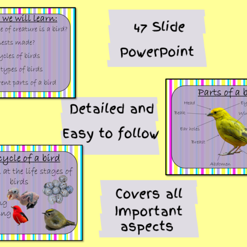 Life Cycle of Birds Lesson | Made By Teachers