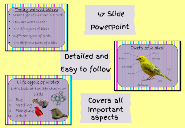 Life Cycle of Birds Lesson | Made By Teachers