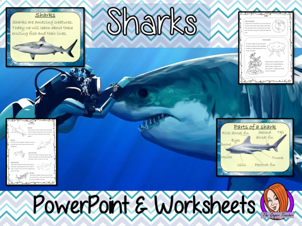 Sharks Lesson - Made By Teachers