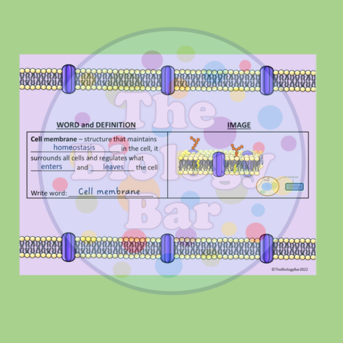ESL Biology Cell Transport Vocabulary Notes | Made By Teachers