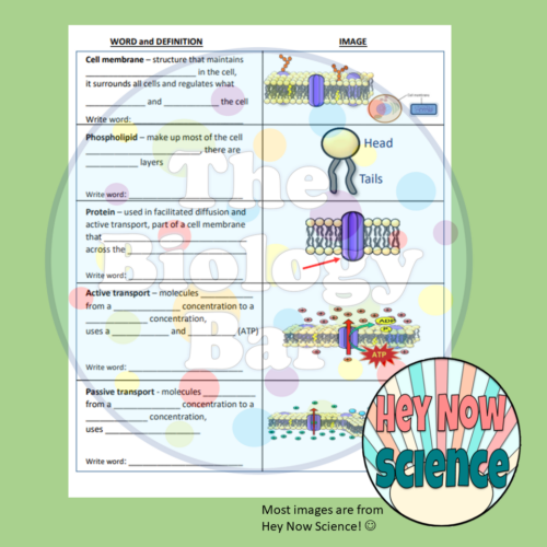 ESL Biology Cell Transport Vocabulary Notes | Made By Teachers