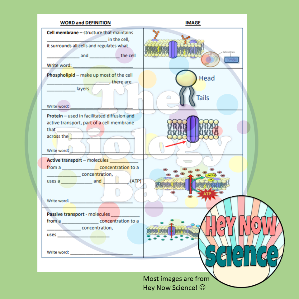 ESL Biology Cell Transport Vocabulary Notes | Made By Teachers