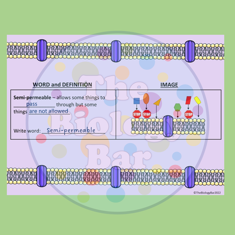 ESL Biology Cell Transport Vocabulary Notes | Made By Teachers