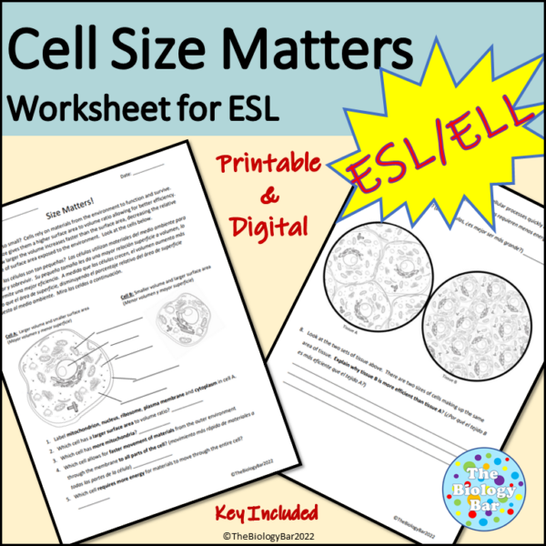 ESL Biology Cell Size Worksheet | Made By Teachers