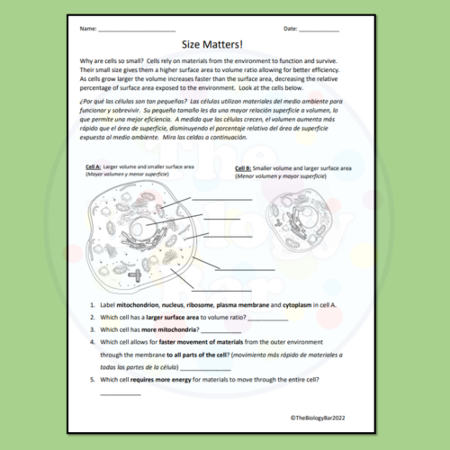 ESL Biology Cell Size Worksheet | Made By Teachers