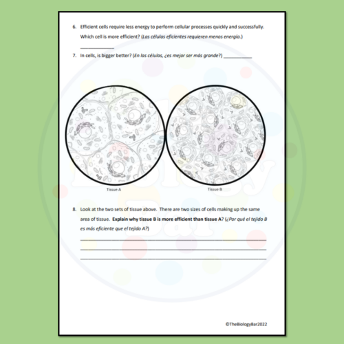 ESL Biology Cell Size Worksheet - Made By Teachers