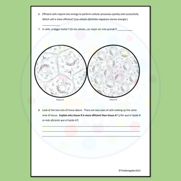 ESL Biology Cell Size Worksheet | Made By Teachers