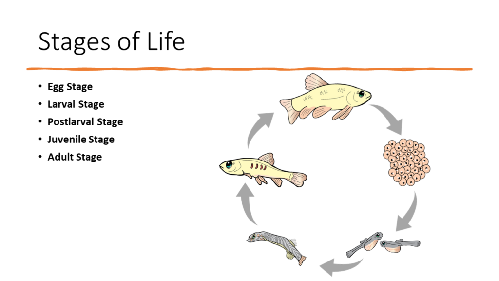 Apologia Zoology 2 Swimming Creatures Chapter 6 Fish EDITABLE | Made By ...