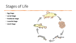 Apologia Zoology 2 Swimming Creatures Chapter 6 Fish EDITABLE | Made By ...