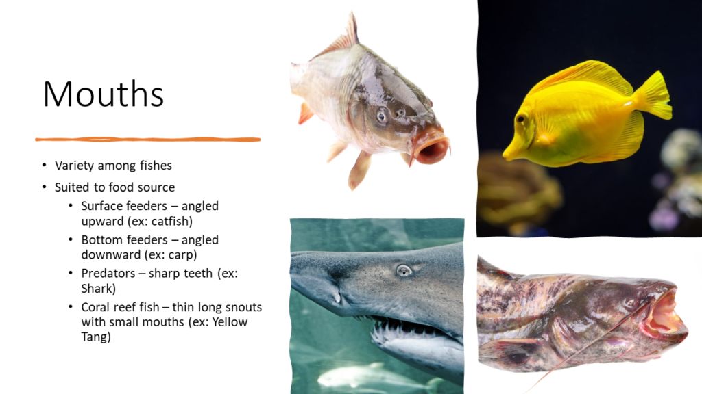 Apologia Zoology 2 Swimming Creatures Chapter 6 Fish EDITABLE | Made By ...