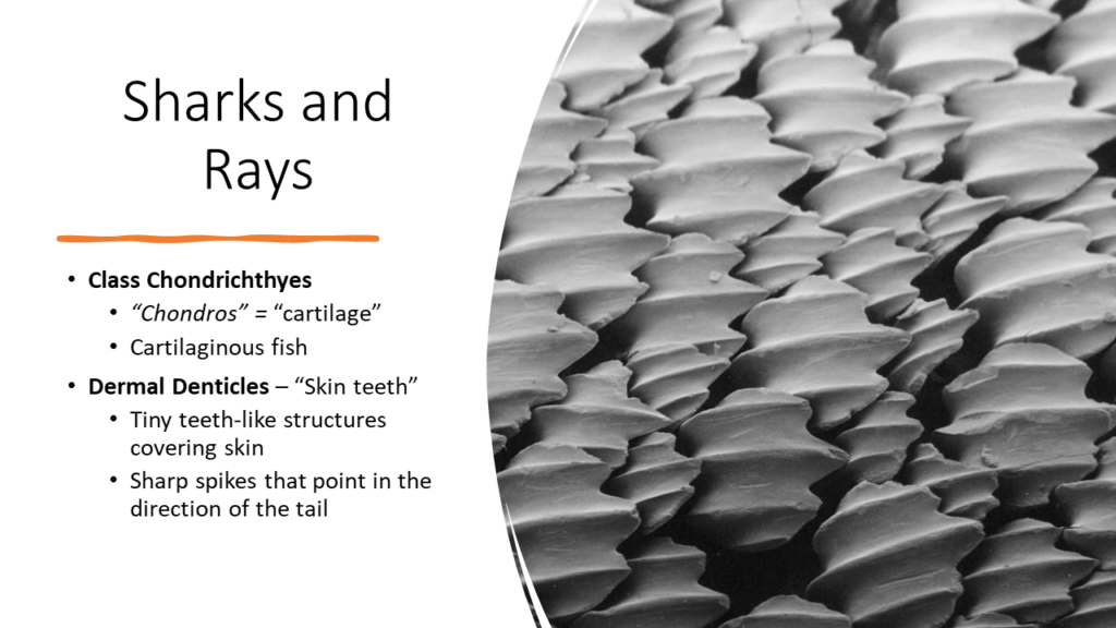 Apologia Zoology 2 Swimming Creatures Ch 7 Sharks & Rays Slideshow ...