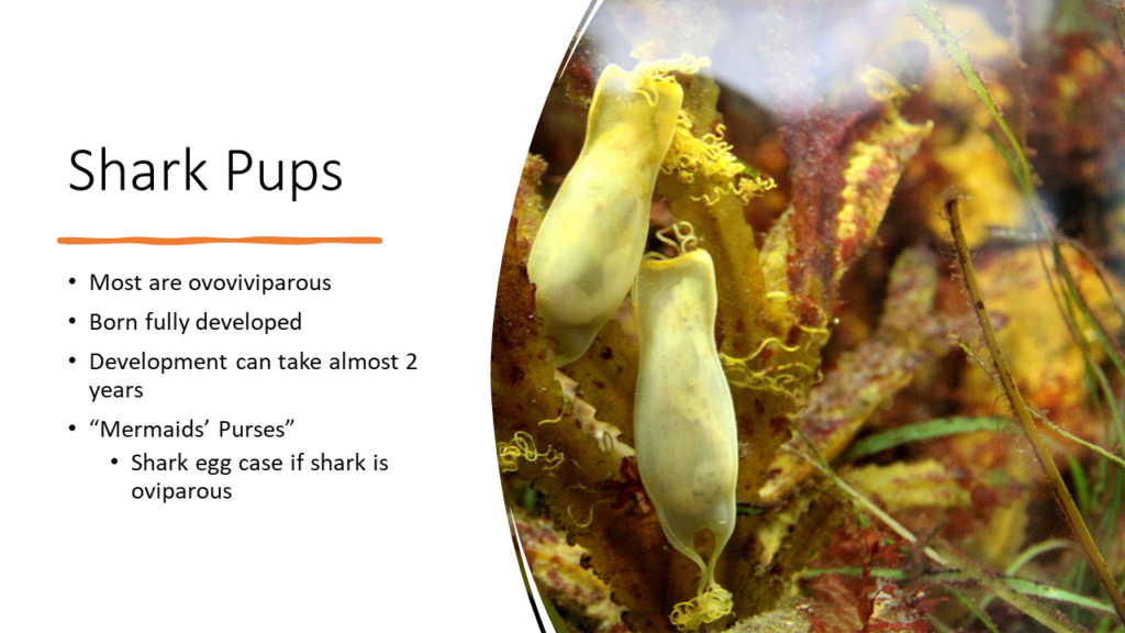 Apologia Zoology 2 Swimming Creatures Ch 7 Sharks & Rays Slideshow ...