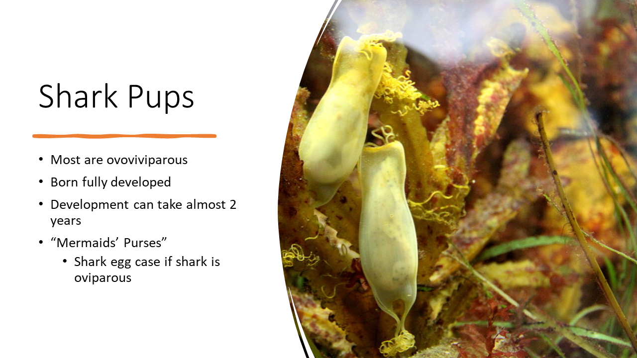 Apologia Zoology 2 Swimming Creatures Ch 7 Sharks & Rays Slideshow ...