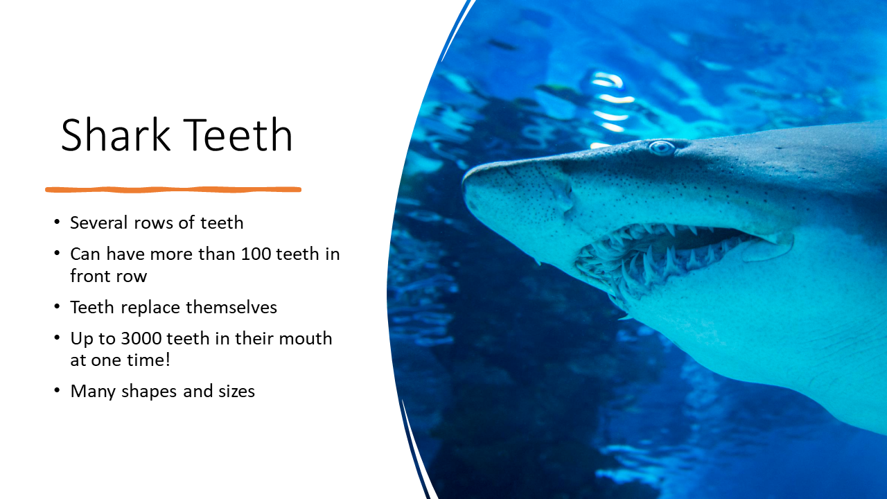 Apologia Zoology 2 Swimming Creatures Ch 7 Sharks & Rays Slideshow ...