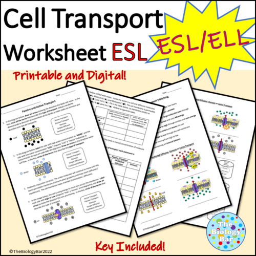 ESL Biology Cell Transport Worksheet | Made By Teachers