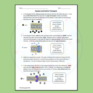ESL Biology Cell Transport Worksheet | Made By Teachers