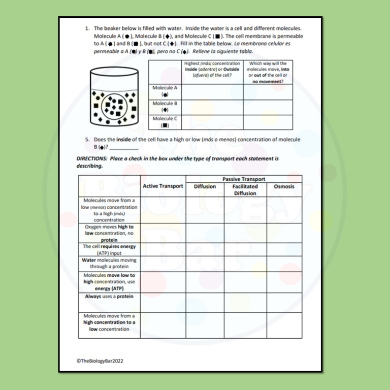 ESL Biology Cell Transport Worksheet | Made By Teachers
