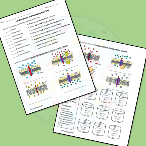 ESL Biology Cell Transport Worksheet | Made By Teachers