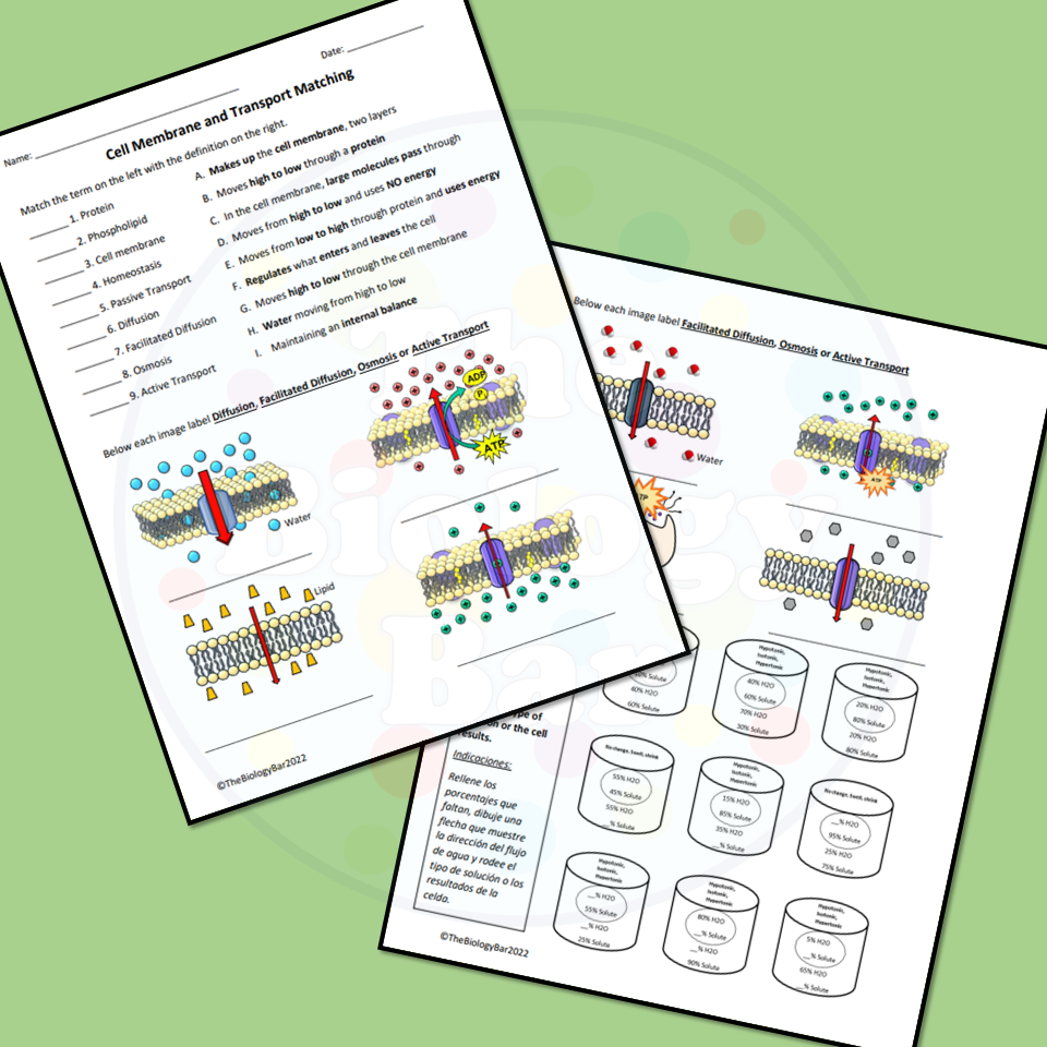 ESL Biology Cell Transport Worksheet | Made By Teachers