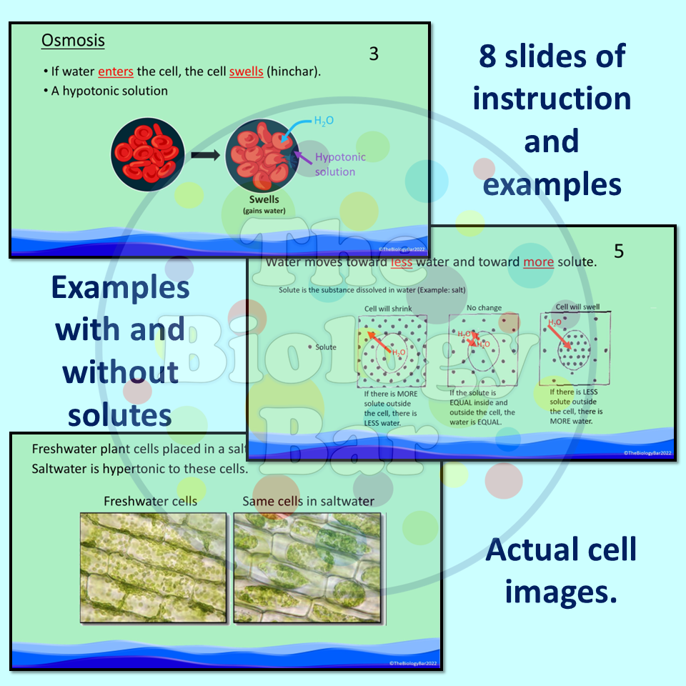 ESL Biology Osmosis | Made By Teachers