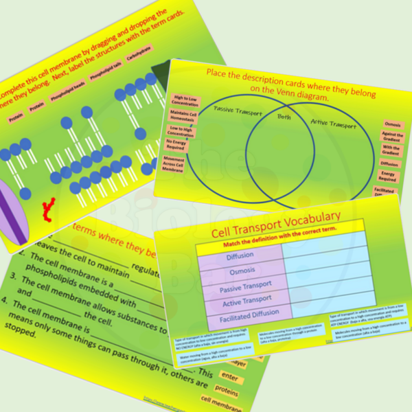 ESL Biology Cell Transport Interactive PPT - Made By Teachers