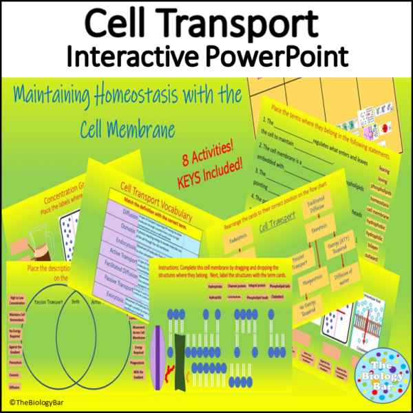 Cell Transport Interactive PowerPoint | Made By Teachers