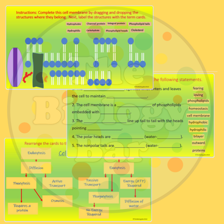 Cell Transport Interactive PowerPoint | Made By Teachers