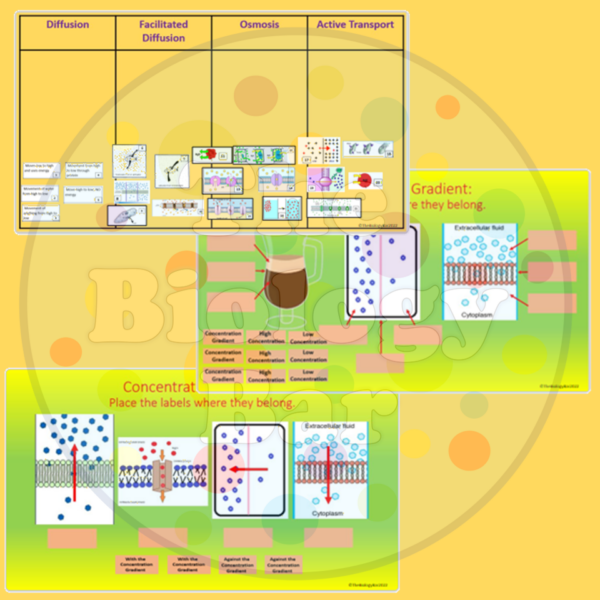 Cell Transport Interactive PowerPoint | Made By Teachers