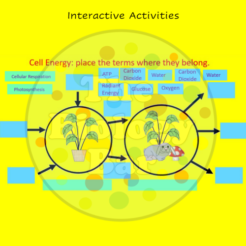 Photosynthesis and Cellular Respiration Interactive PowerPoint - Made ...