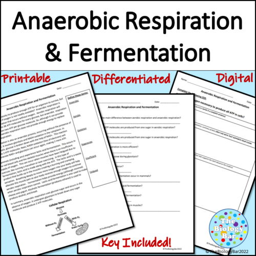 Anaerobic Respiration And Fermentation Worksheet Made By Teachers anaerobic-respiration-and-fermentation-worksheet-made-by-teachers