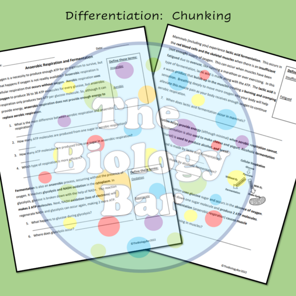 Anaerobic Respiration and Fermentation Worksheet | Made By Teachers
