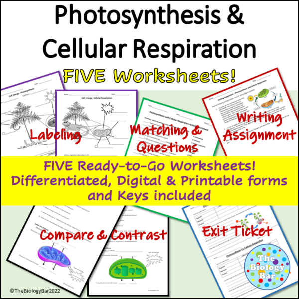 Photosynthesis & Cellular Respiration Worksheet Set of 5 | Made By Teachers